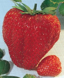 Maxim Strawberry Plant - Stark Bro’s