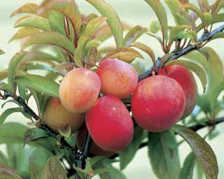 Ember Plum Tree - Stark Bro’s