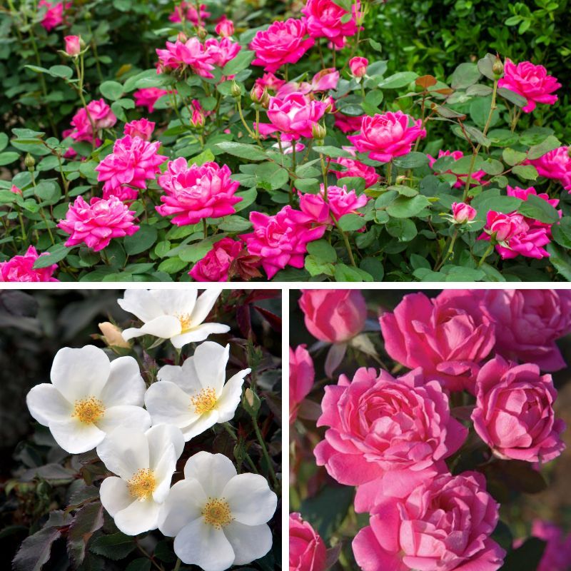 Rose Value Collection - Stark Bro’s