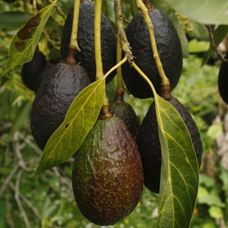 Carmen Hass Avocado Tree - Stark Bro’s