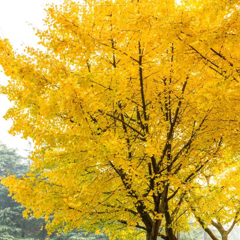 Autumn Gold Ginkgo Tree - Stark Bro’s