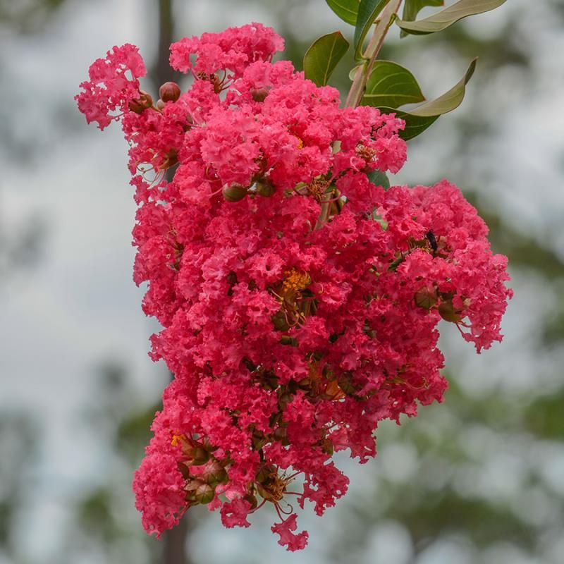 Dynamite® Crape Myrtle Tree - Stark Bro’s