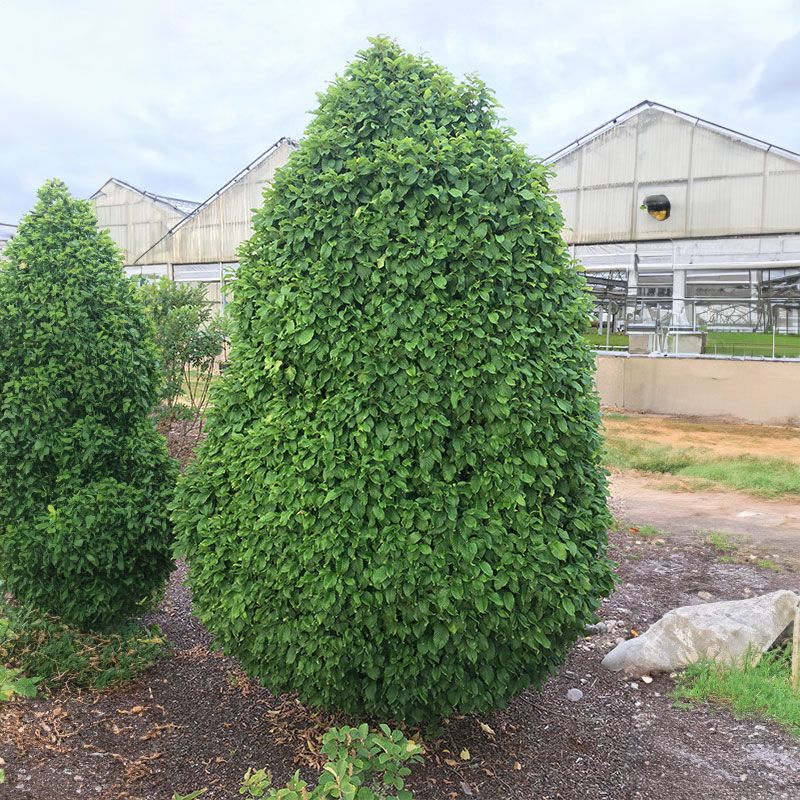 Dwarf Columnar Evergreens