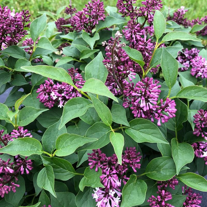 Baby Kim® Lilac - Stark Bro’s