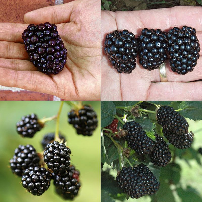 Farmer's Market Blackberry Patch Collection - Stark Bro’s