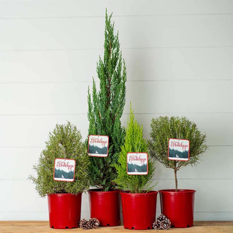 Stark Rosemary Holiday Joy™ - Stark Bro’s
