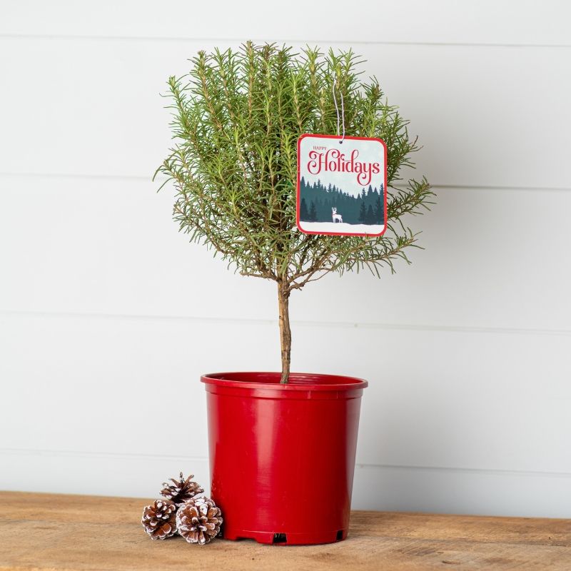 Stark Rosemary Holiday Joy™ - Stark Bro’s