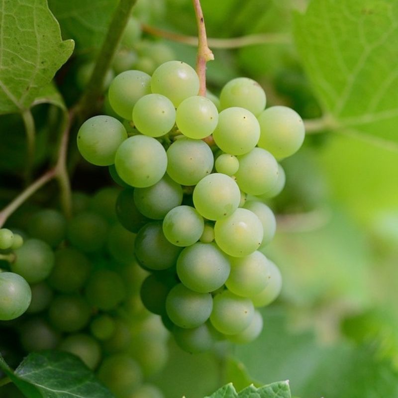 Popular Seedless Grape Vine Collection - Stark Bro’s
