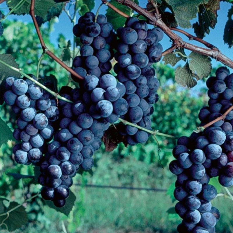 Popular Grape Vine Collection - Stark Bro’s