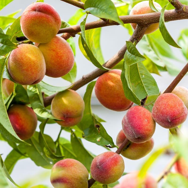 Best-Selling Bare-Root Peach Trees Pack - Stark Bro’s