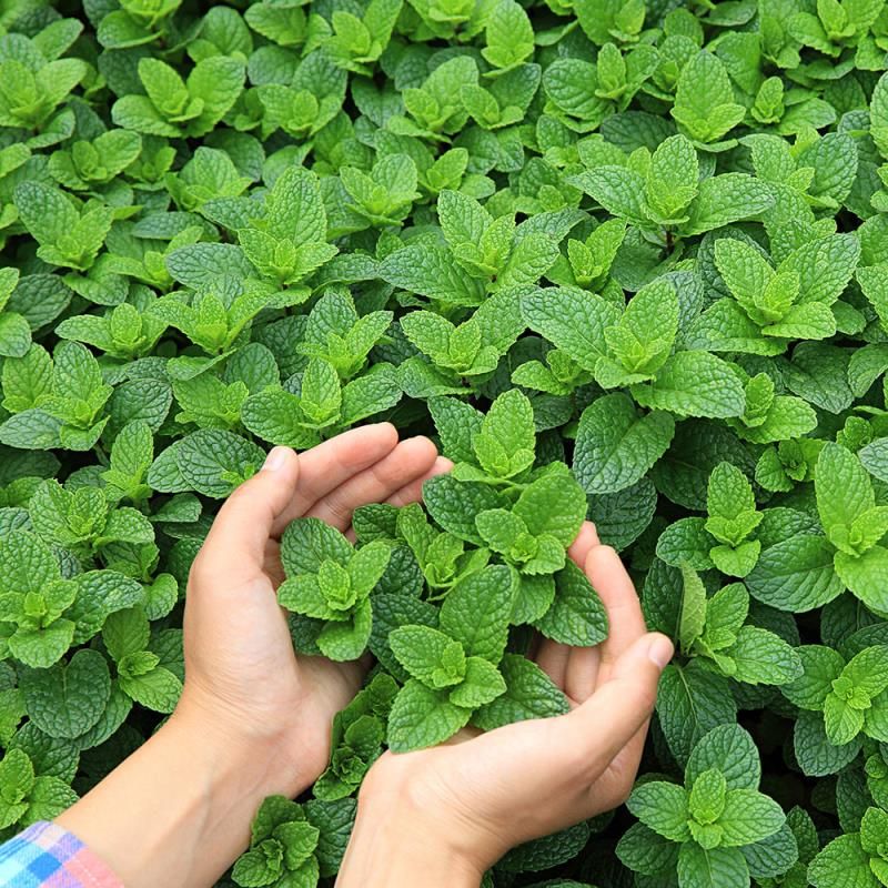 Mighty Organic Mint Collection - Stark Bro’s