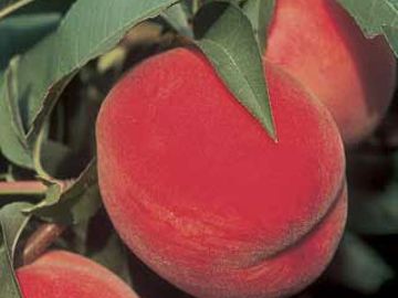 China Pearl Peach - Peach Trees - Stark Bro’s