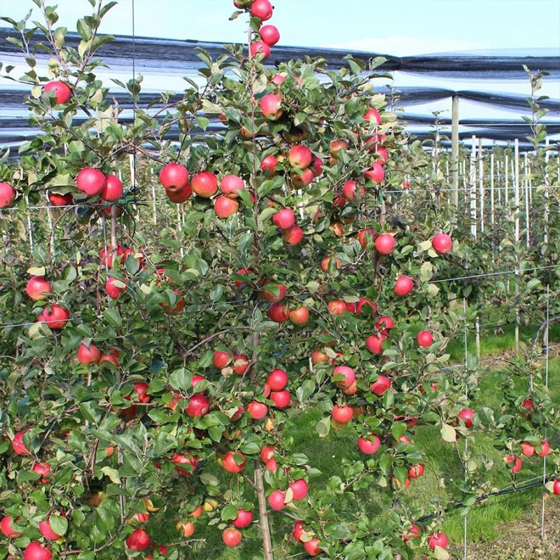 Paradise Alluring™ Apple Tree for Sale | Stark Bro's