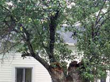 Johnny Appleseed Tree - Apple Trees - Stark Bro's