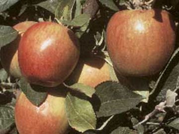 Braeburn Apple - Apple Trees - Stark Bro’s