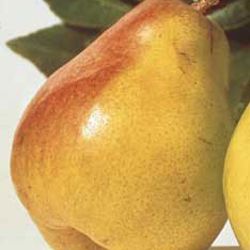Pear Trees For Sale - Buy Pear Trees from Stark Bro's