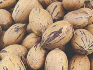 Stuart Paper Shell Pecan - Pecan Trees - Stark Bro’s