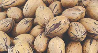 Stuart Paper Shell Pecan Tree - Stark Bro’s