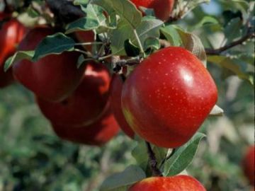 Prairie Spy Apple - Apple Trees - Stark Bro's