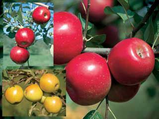 Disease-Resistant Apple Tree Collection - Apple Trees - Stark Bro's