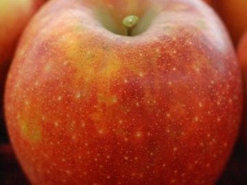 Wolf River Apple - Apple Trees - Stark Bro’s