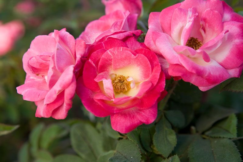 Cancan™ Climbing Rose - Stark Bro’s