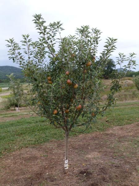 Ben Davis Apple Tree - Stark Bro’s