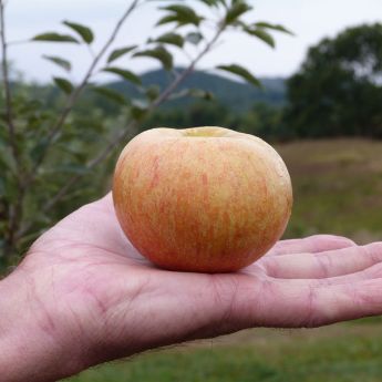 Heirloom Apple Trees For Sale - Heirloom Apple Trees from Stark Bro's