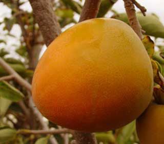 Hachiya Asian Persimmon Tree - Stark Bro’s