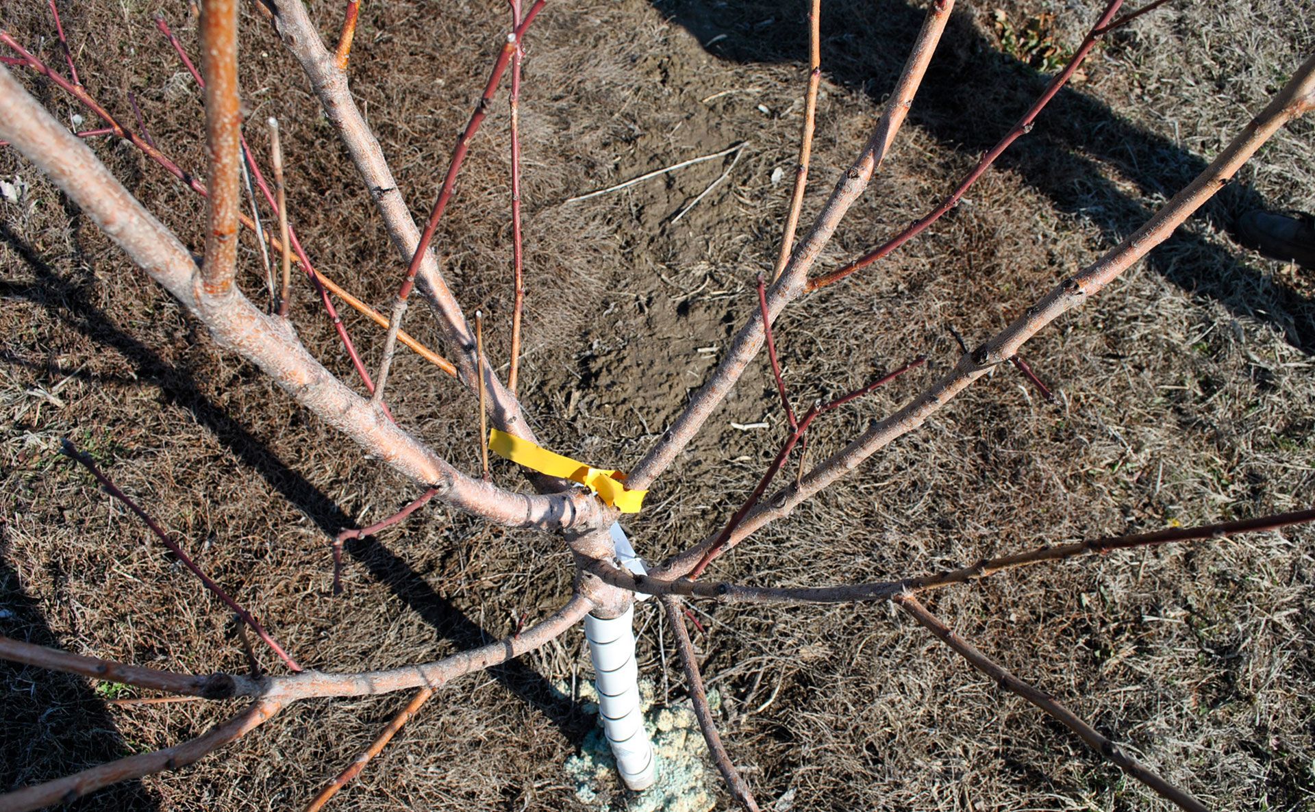 Pruning Fruit Trees: Open Center - Stark Bro's