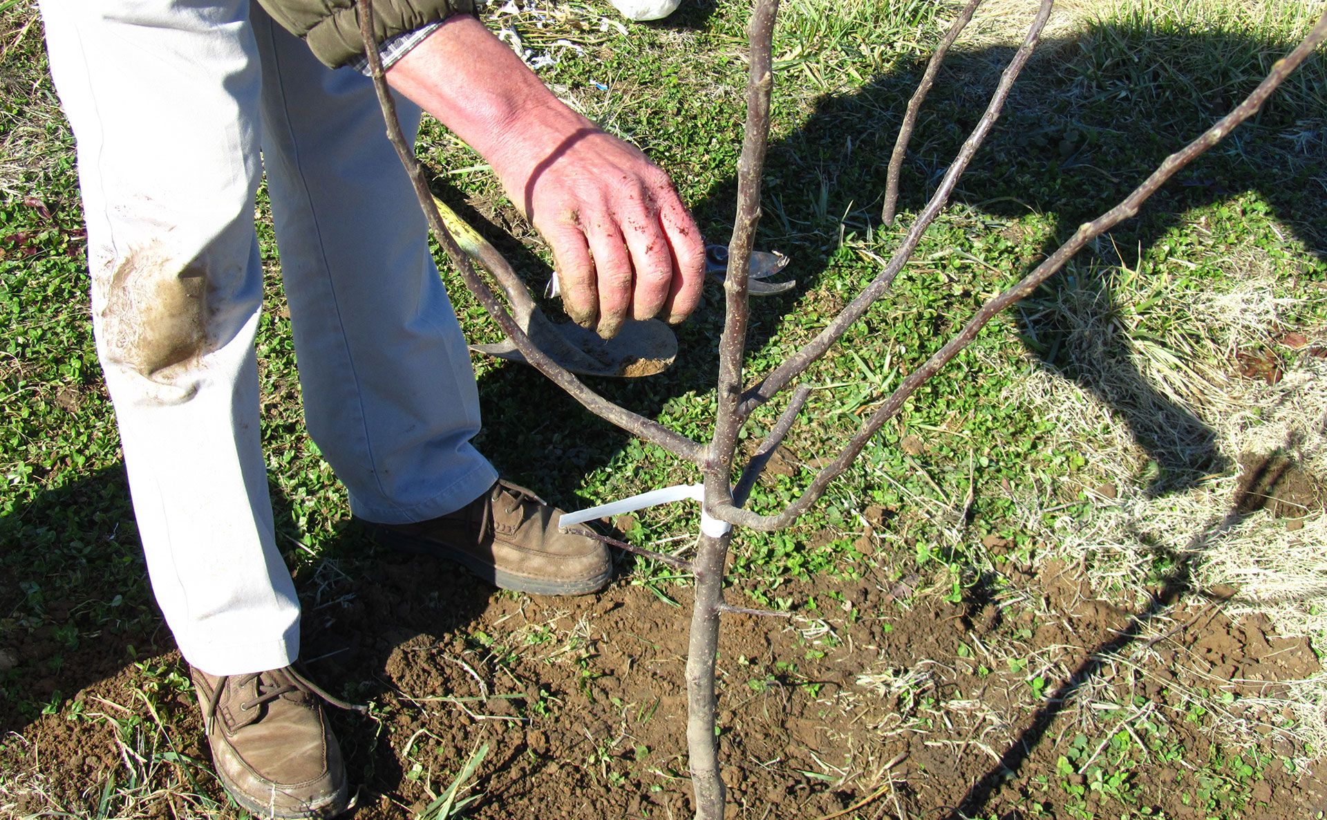 Pruning Fruit Trees: Central Leader - Stark Bro's