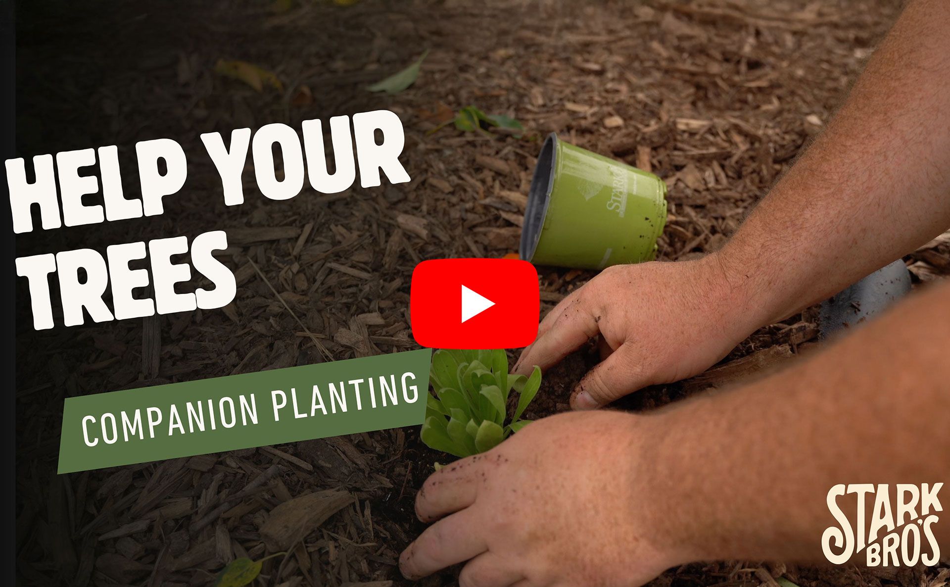 How to Build a Permaculture Fruit Tree Guild - Stark Bro's