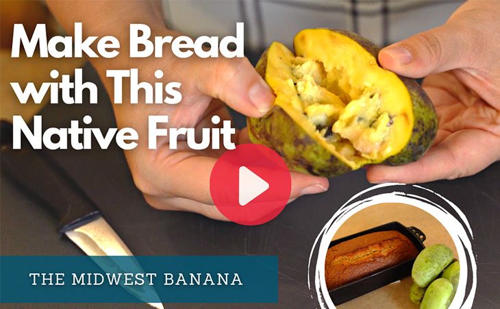 Pawpaw Bread Recipe - With Video - Stark Bro's