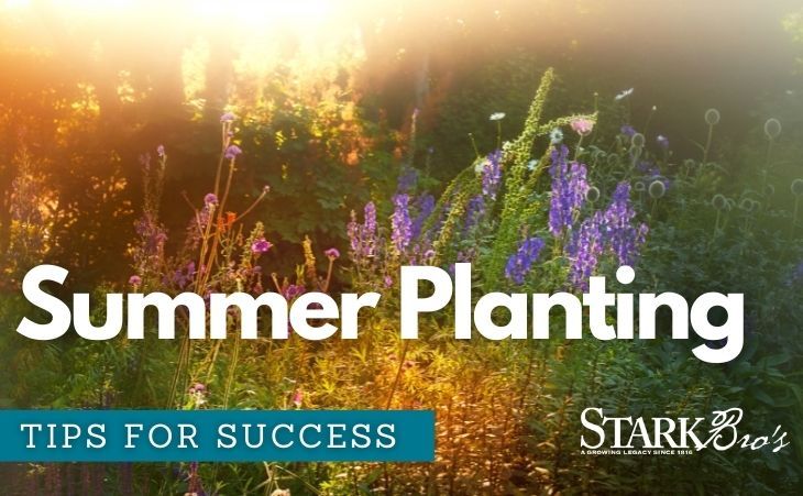 Planting in Summer – Tips for Success - Stark Bro's