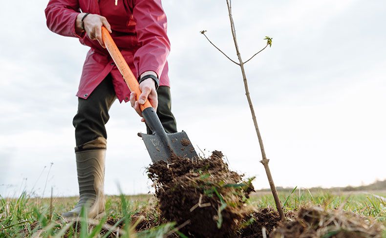 How to Dig a Perfect Planting Hole - Stark Bro's