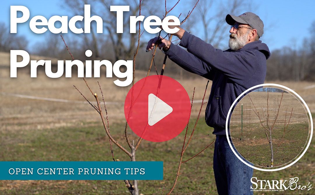 How To Prune A Peach Tree - Stark Bro's