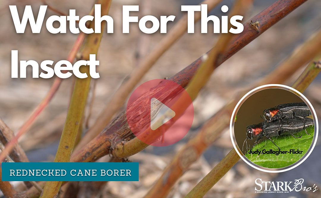 How To Get Rid of the Rednecked Cane Borer - Stark Bro's