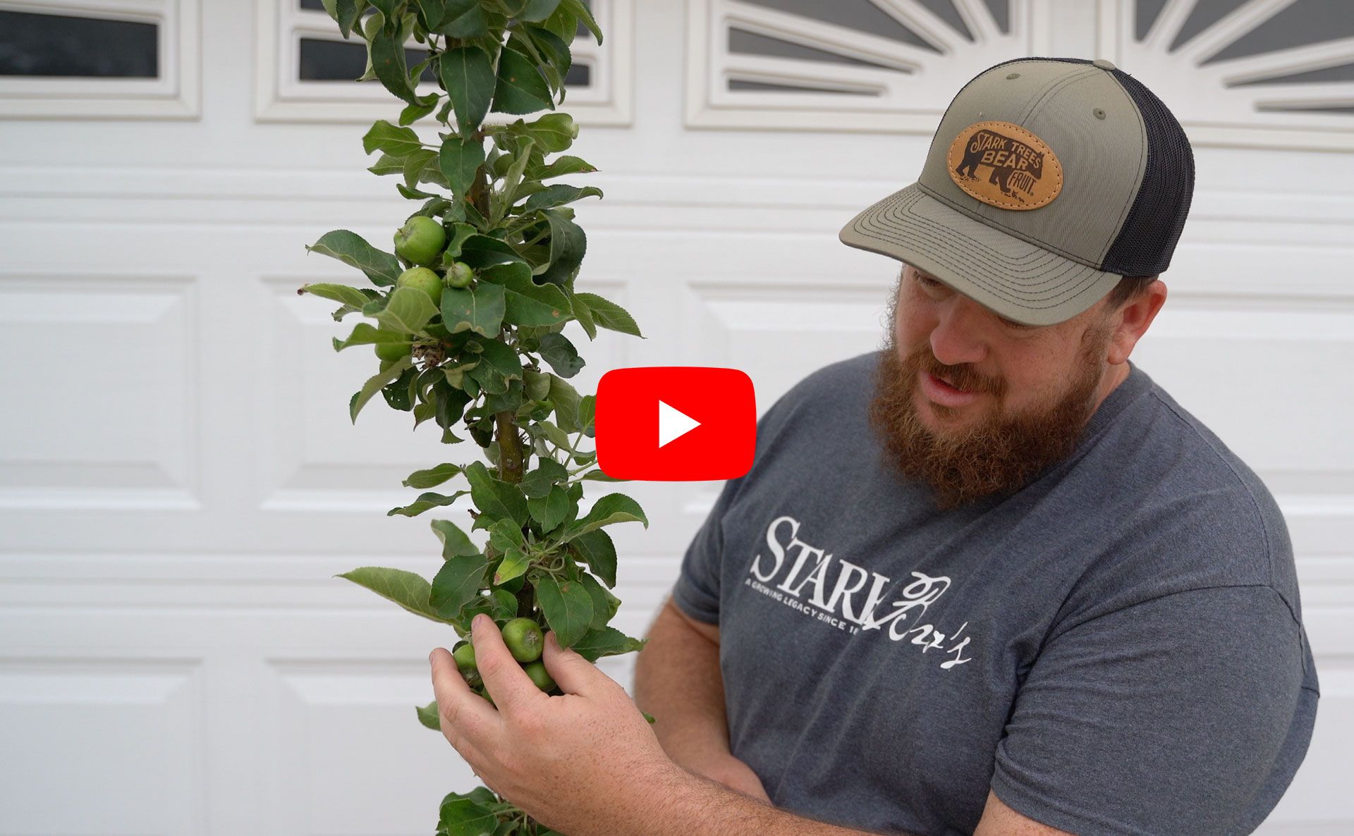 How to Thin Apple Trees - Stark Bro's