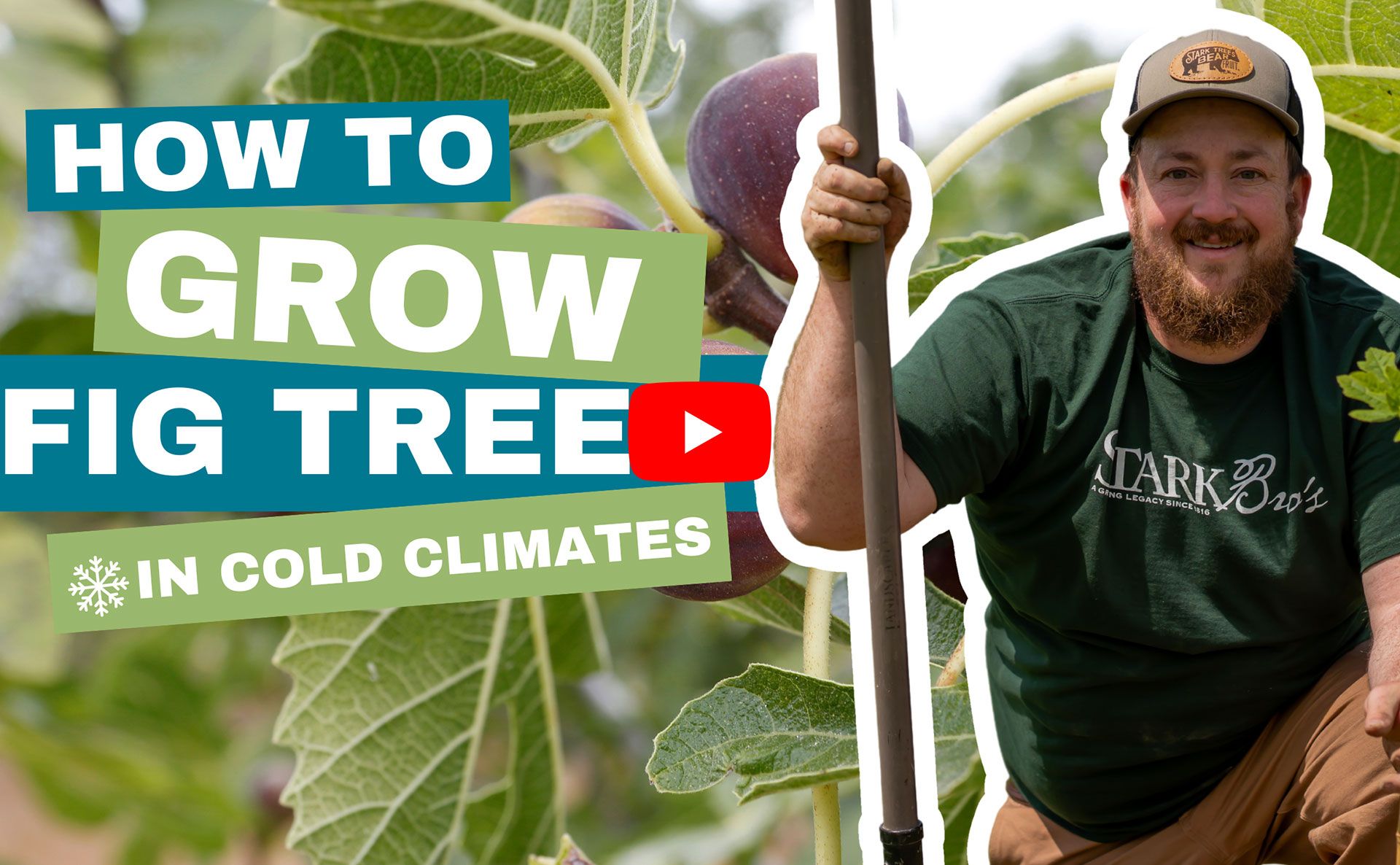 Growing Figs in Cold Climates - Stark Bro's
