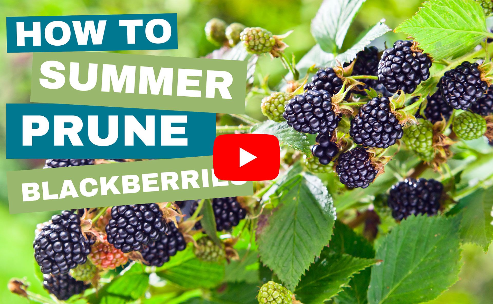 Summer Black Berry Pruning - Stark Bro's