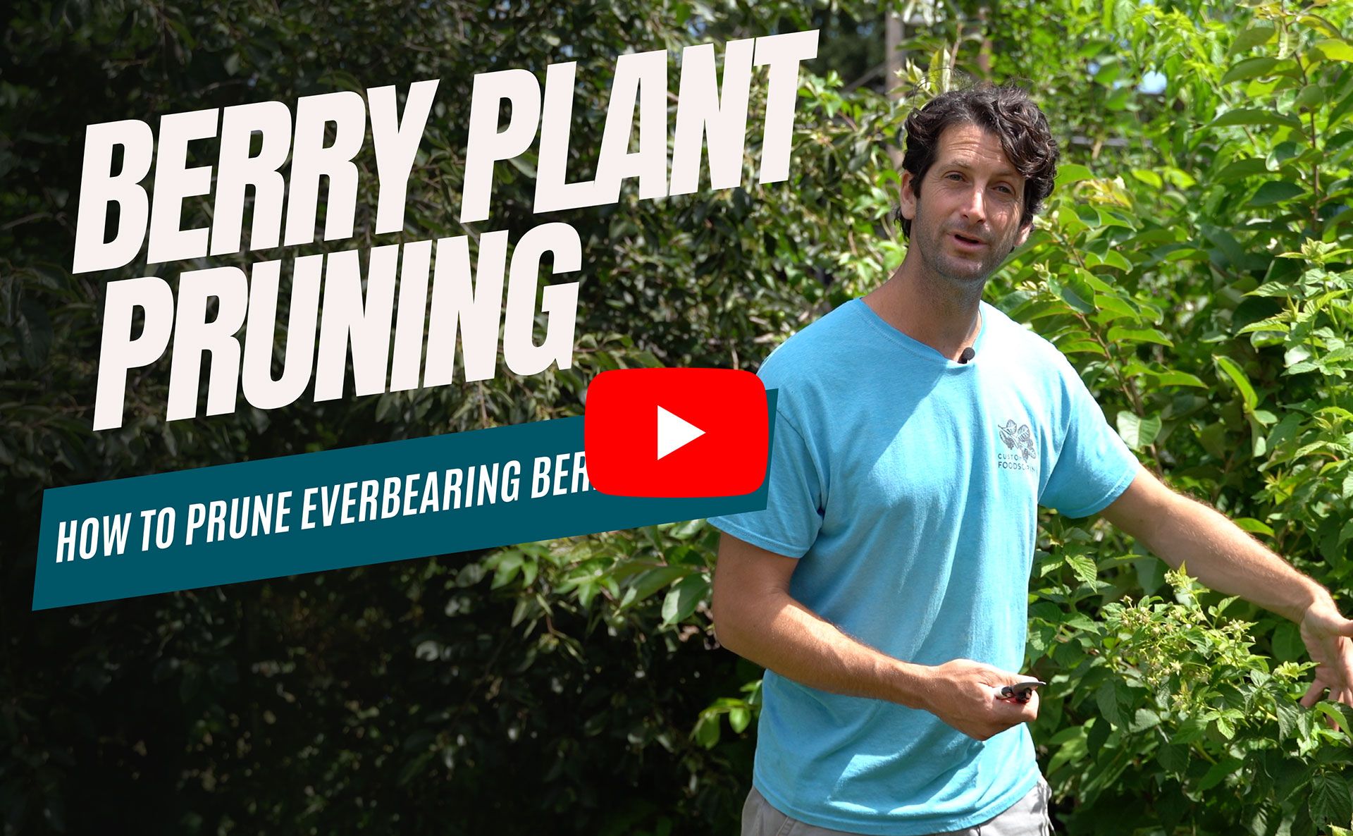 Summer Pruning for Everbearing Berry Plants: A Guide - Stark Bro's
