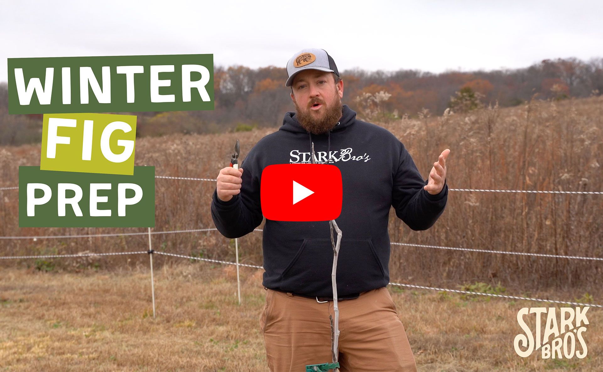 Winter Preparation for Fig Trees: Cutting Back and Mulching - Stark Bro's
