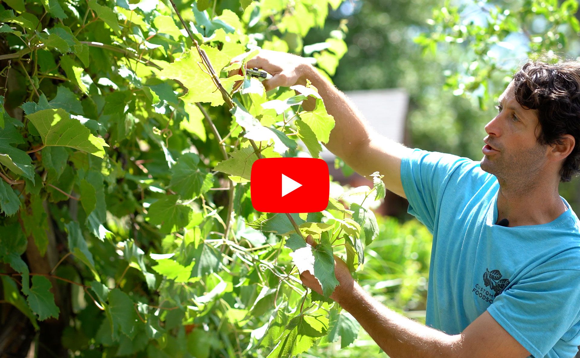 How To Prune Grapes - Summer Care - Stark Bro's