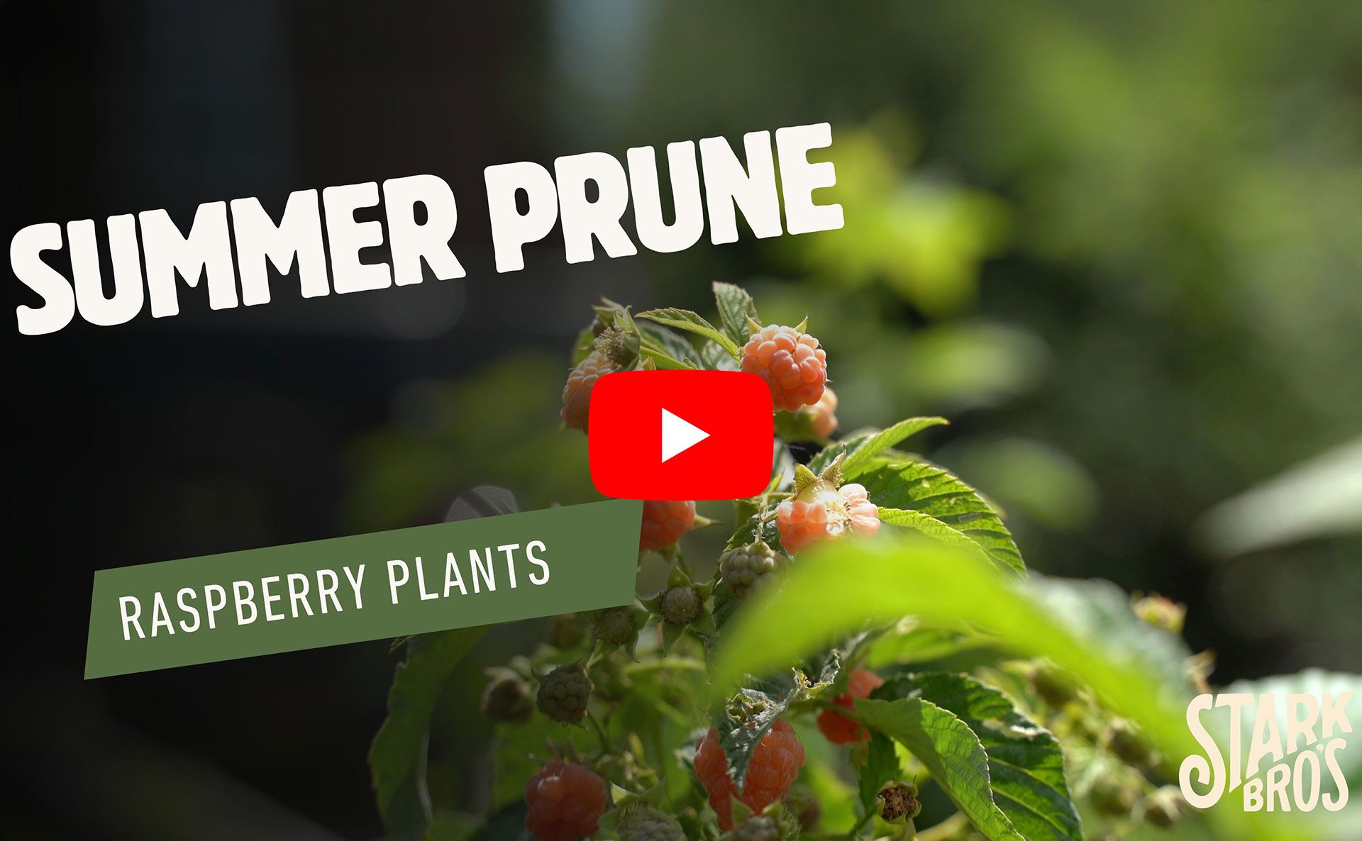 Summer Raspberry Pruning Tips with Matt Lebon of The Foodscaper - Stark ...